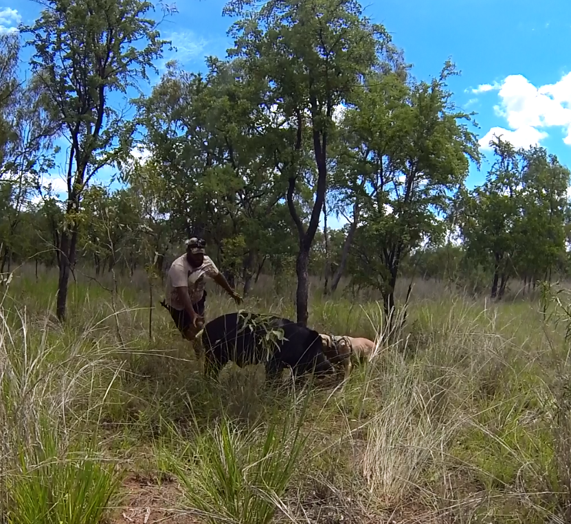 Australia Day Hunt 2015 - Hogs Dogs & Quads
